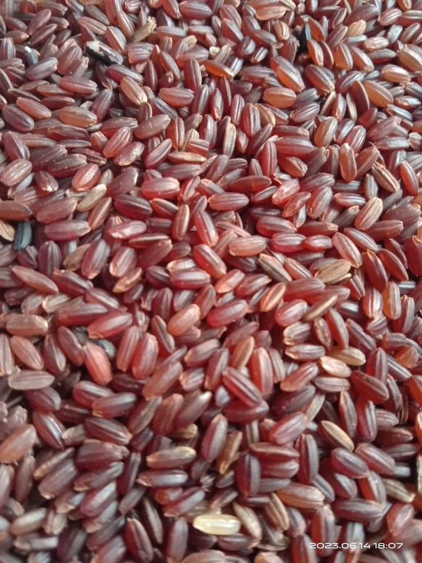 Uzhavan Unavu - Organic - Traditional poongar rice(Red Rice) Boiled -1kg